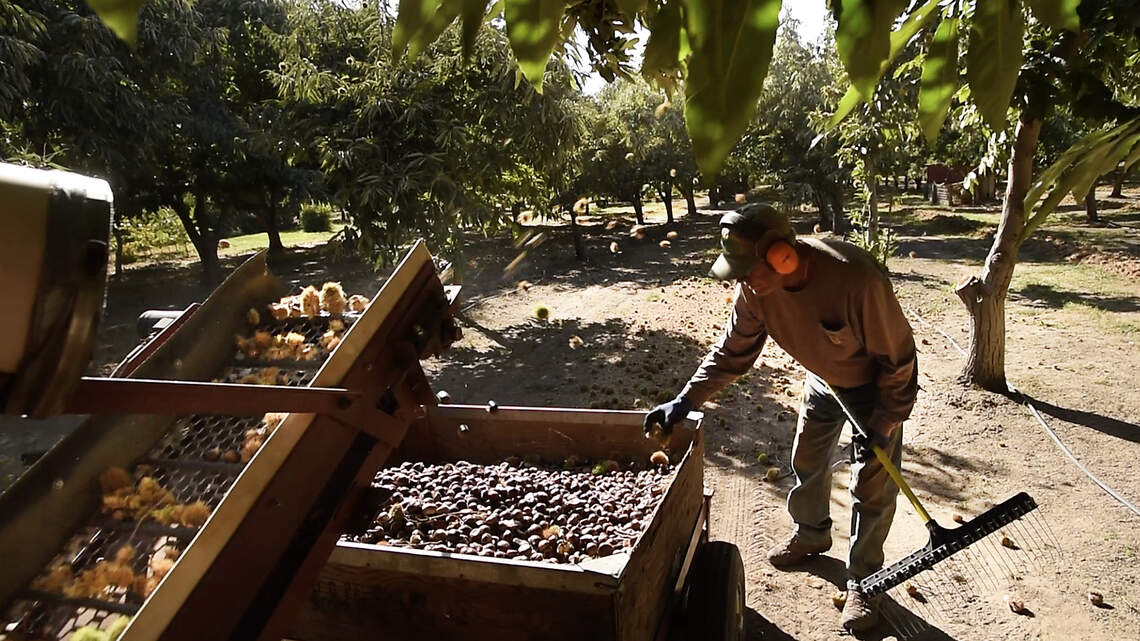 Chestnut farm near Modesto CA grows crop rare in state | Modesto Bee