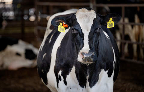 Inside Nutcher Milk Co.: Fresh milk from Modesto cows | Modesto Bee