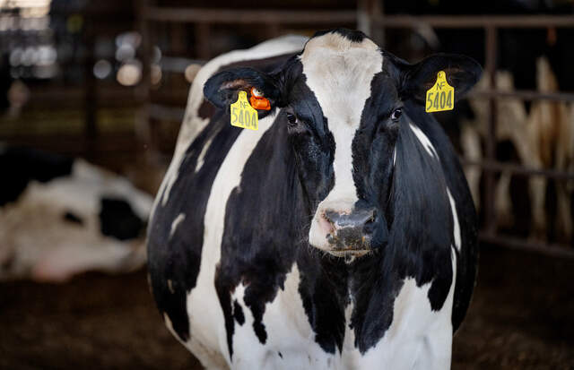 Inside Nutcher Milk Co.: Fresh milk from Modesto cows | Modesto Bee