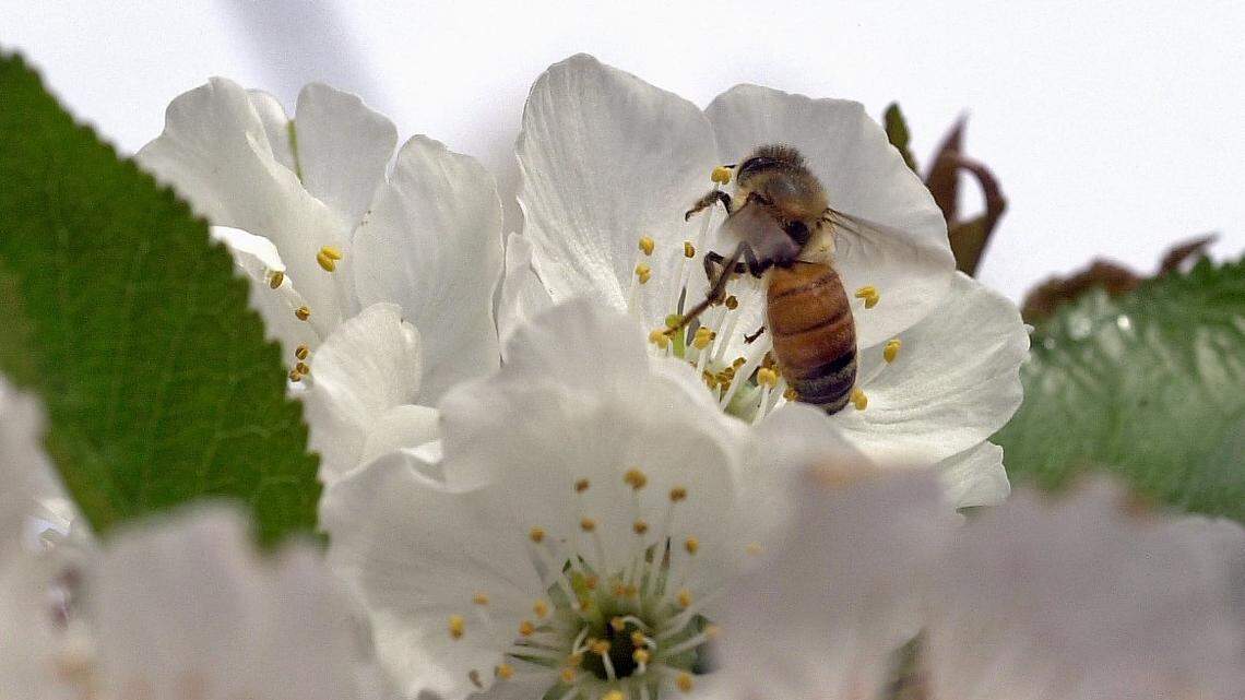 When is first day of spring in CA? What time does sun set? | San Luis ...