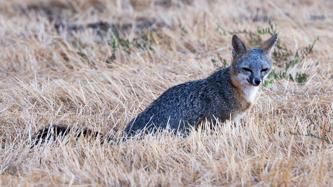 Modesto locals spot gray foxes at Tuolumne River park | Modesto Bee