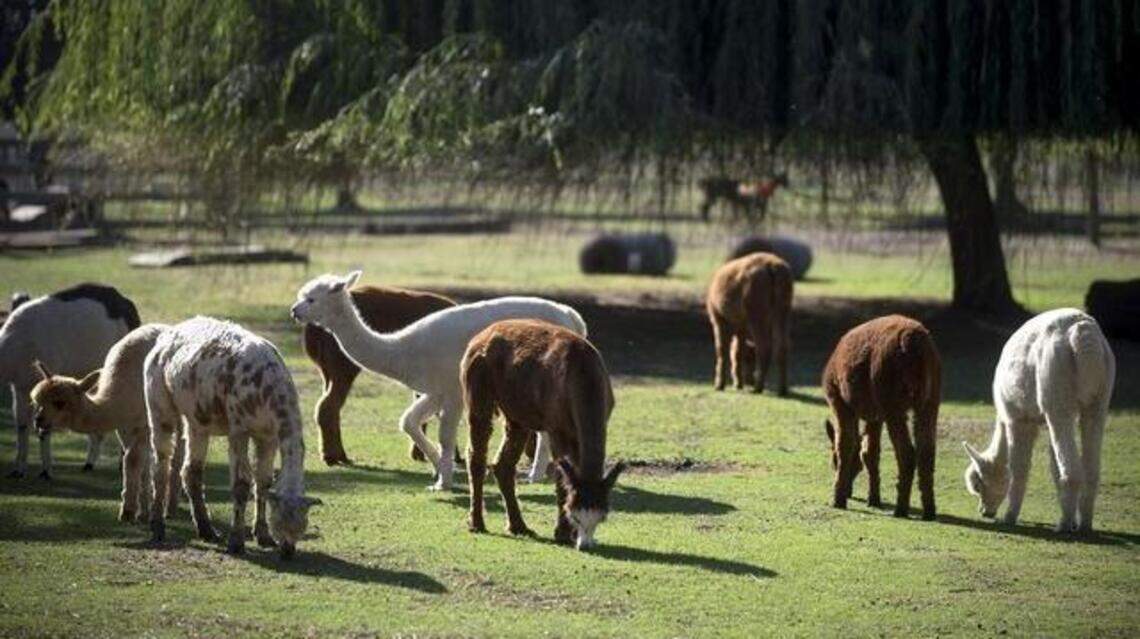 Dogs attack Turlock alpaca farm, killing several animals | Modesto Bee