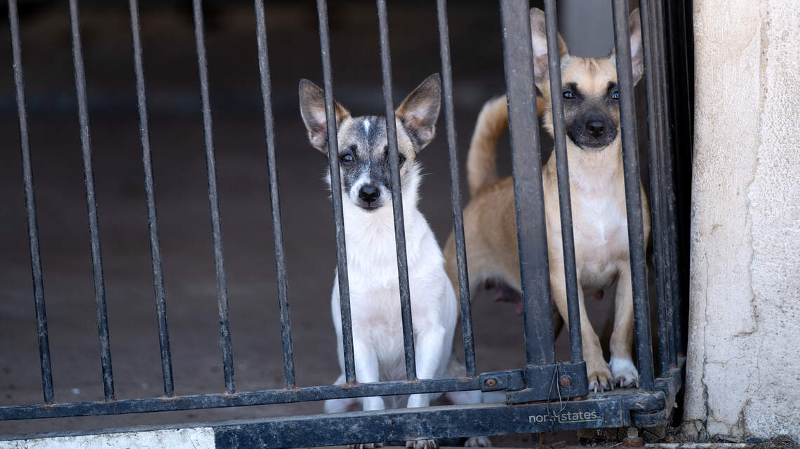 Modesto man rehomes 29 dogs after neighbors’ tragic crash | Modesto Bee