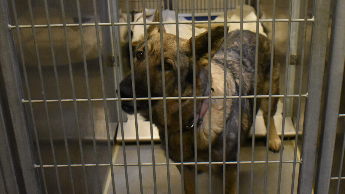 Oakdale CA husband talks of saving wife as dogs attack | Modesto Bee