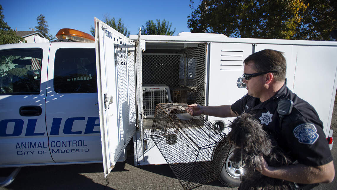 Stanislaus shelter pauses dog intakes due to strep zoo | Modesto Bee